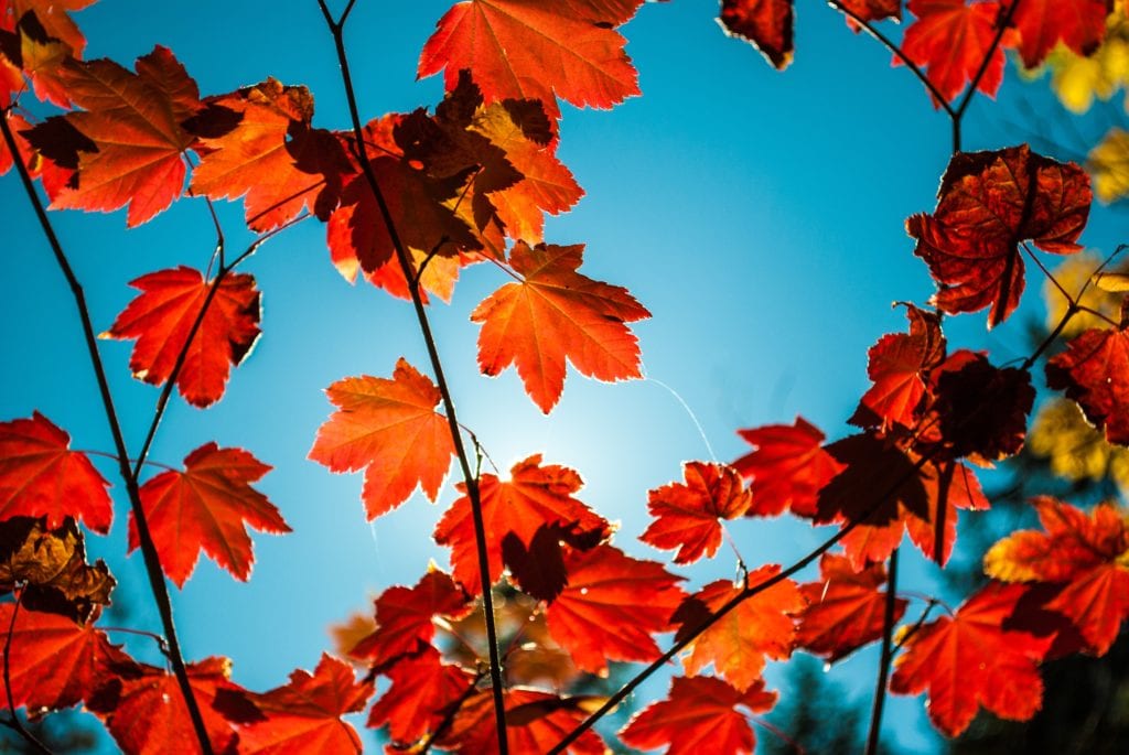 The Best Time (and Places) to See Fall Colours in Ottawa